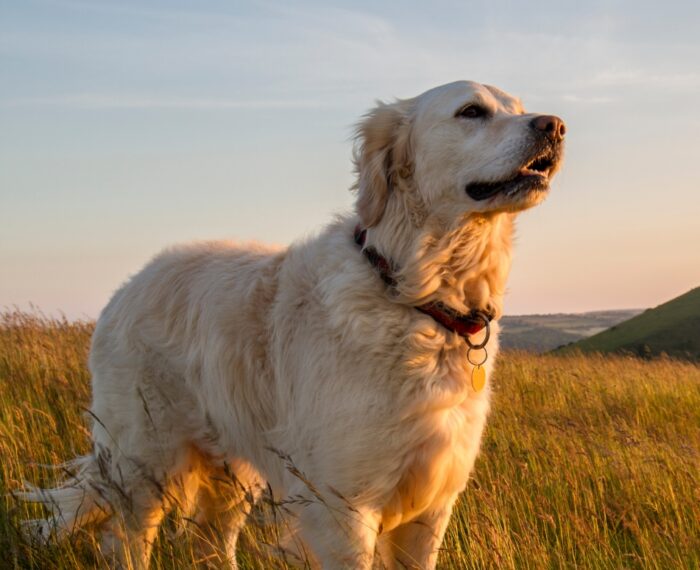 General Practice - Ferguson Veterinary Clinic : Ferguson Veterinary Clinic