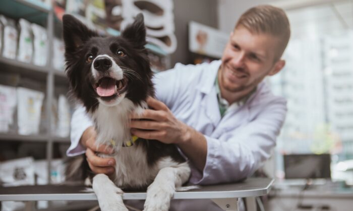 Referrals - Ferguson Veterinary Clinic : Ferguson Veterinary Clinic