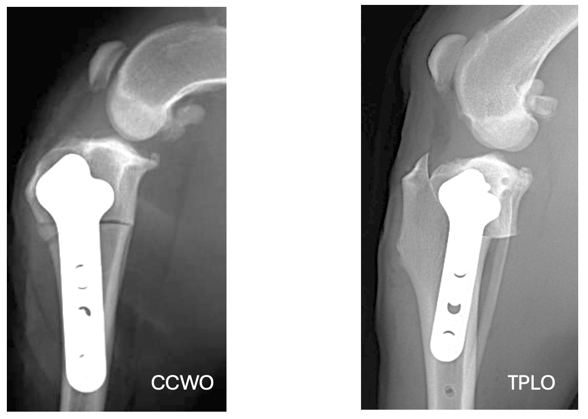 Canine Cruciate Ligament Rupture - Ferguson Veterinary Clinic ...