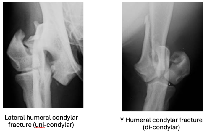 Humeral Condylar Fractures - Ferguson Veterinary Clinic : Ferguson ...