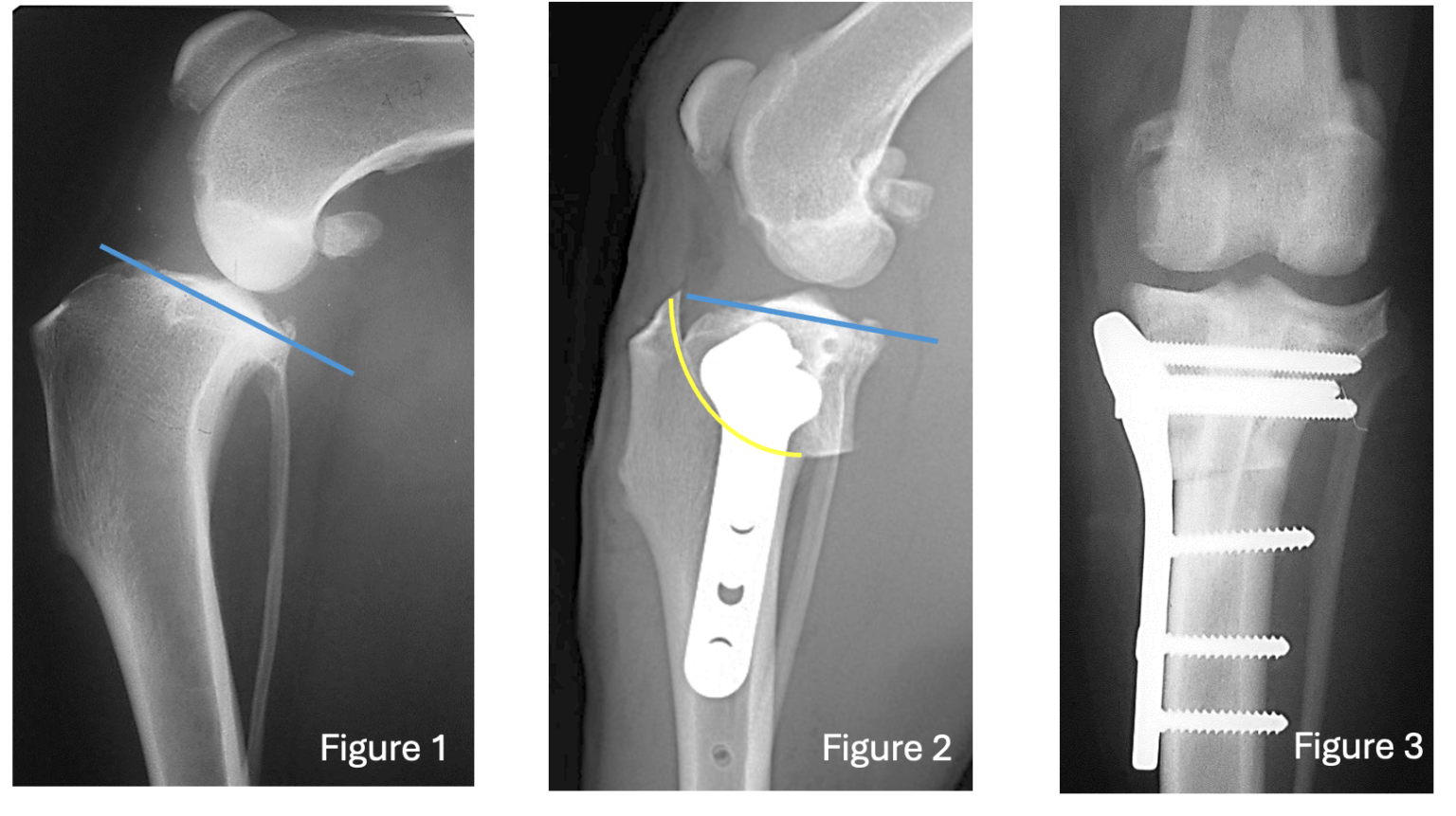 Tibial Plateau Levelling Osteotomy (TPLO) - Ferguson Veterinary Clinic ...