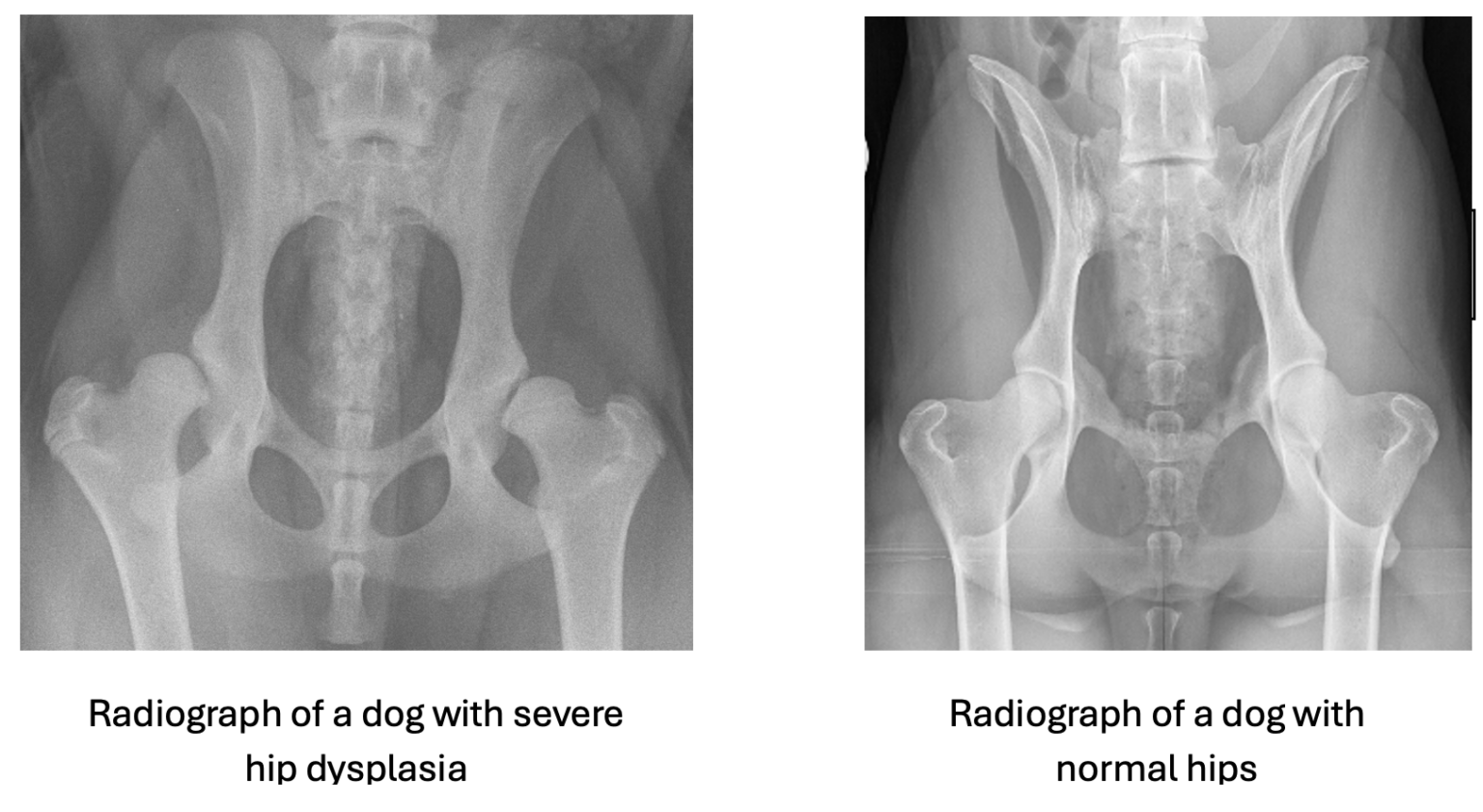 What is Hip Dysplasia? - Ferguson Veterinary Clinic : Ferguson Veterinary Clinic